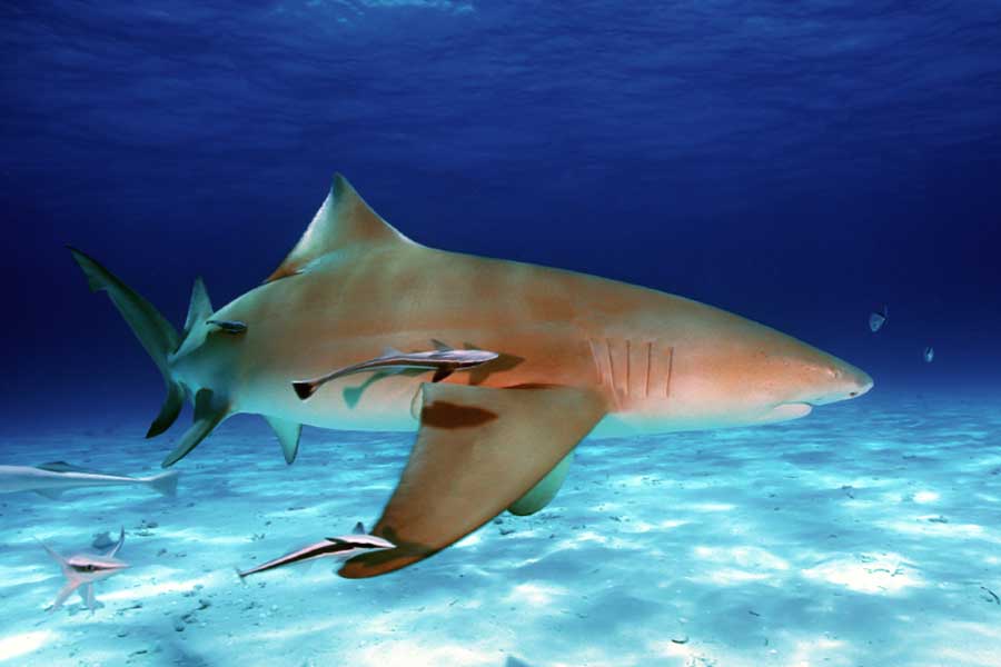 Swim with the Sharks - Dive Adventures on Blackbeard's
